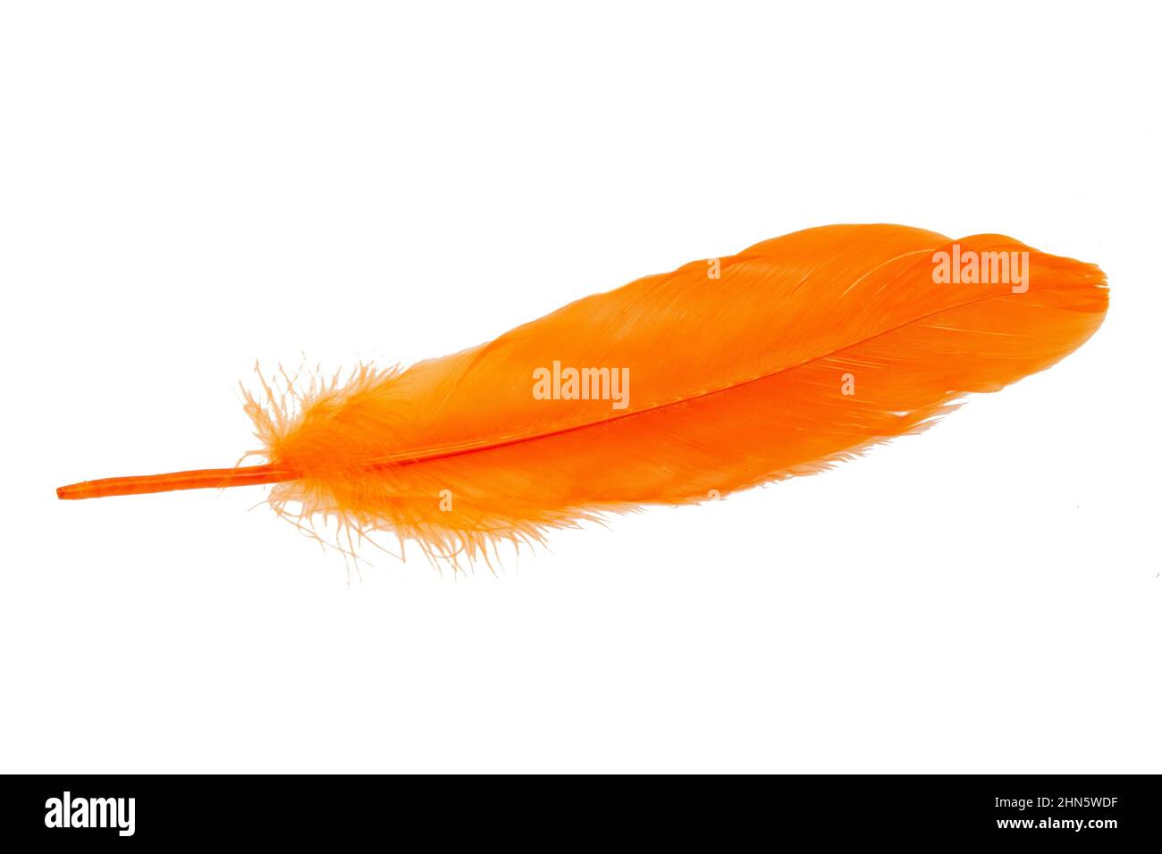 Elegant orange feather isolated on the white background Stock Photo - Alamy
