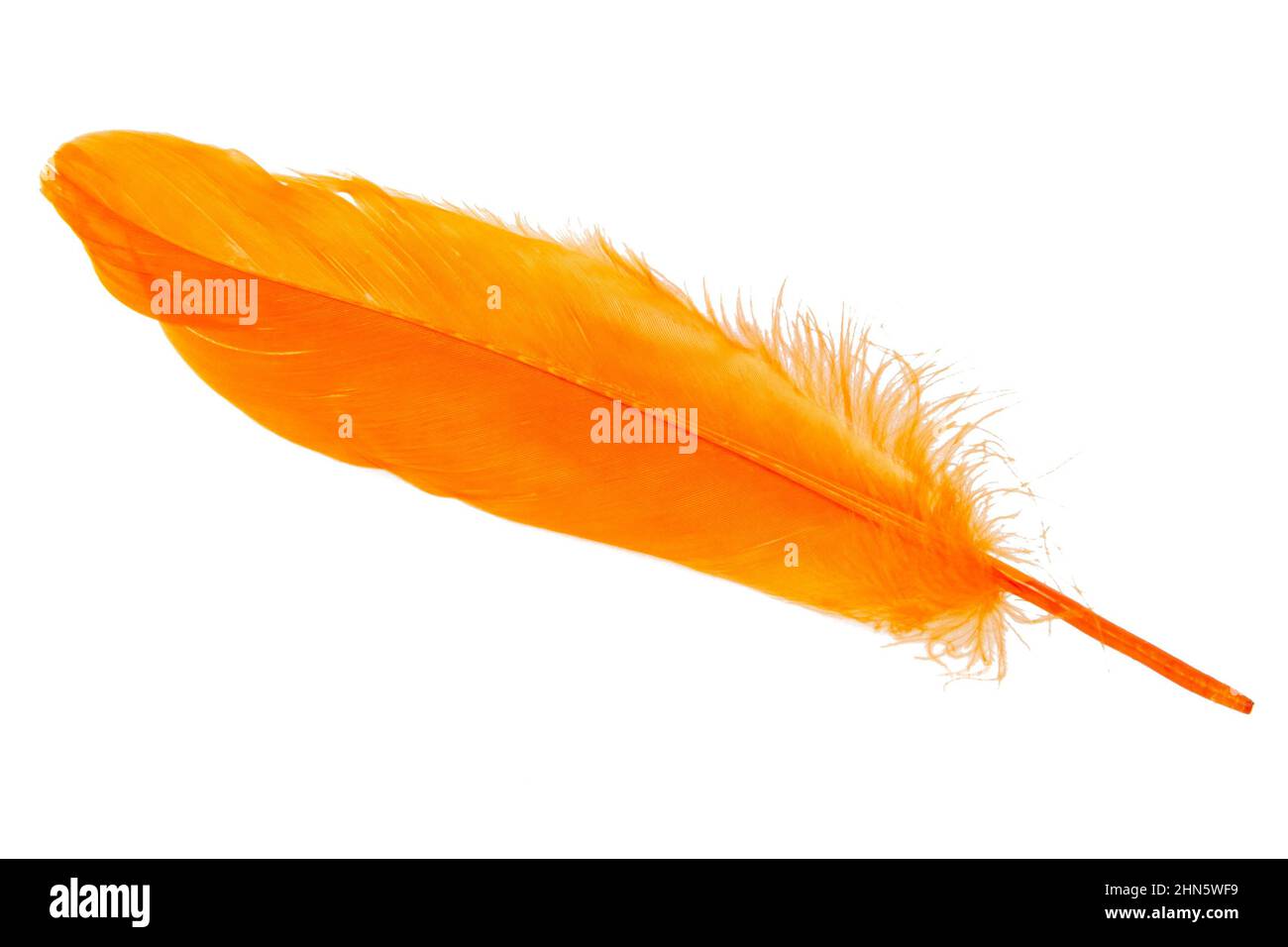 Elegant orange feather isolated on the white background Stock Photo - Alamy
