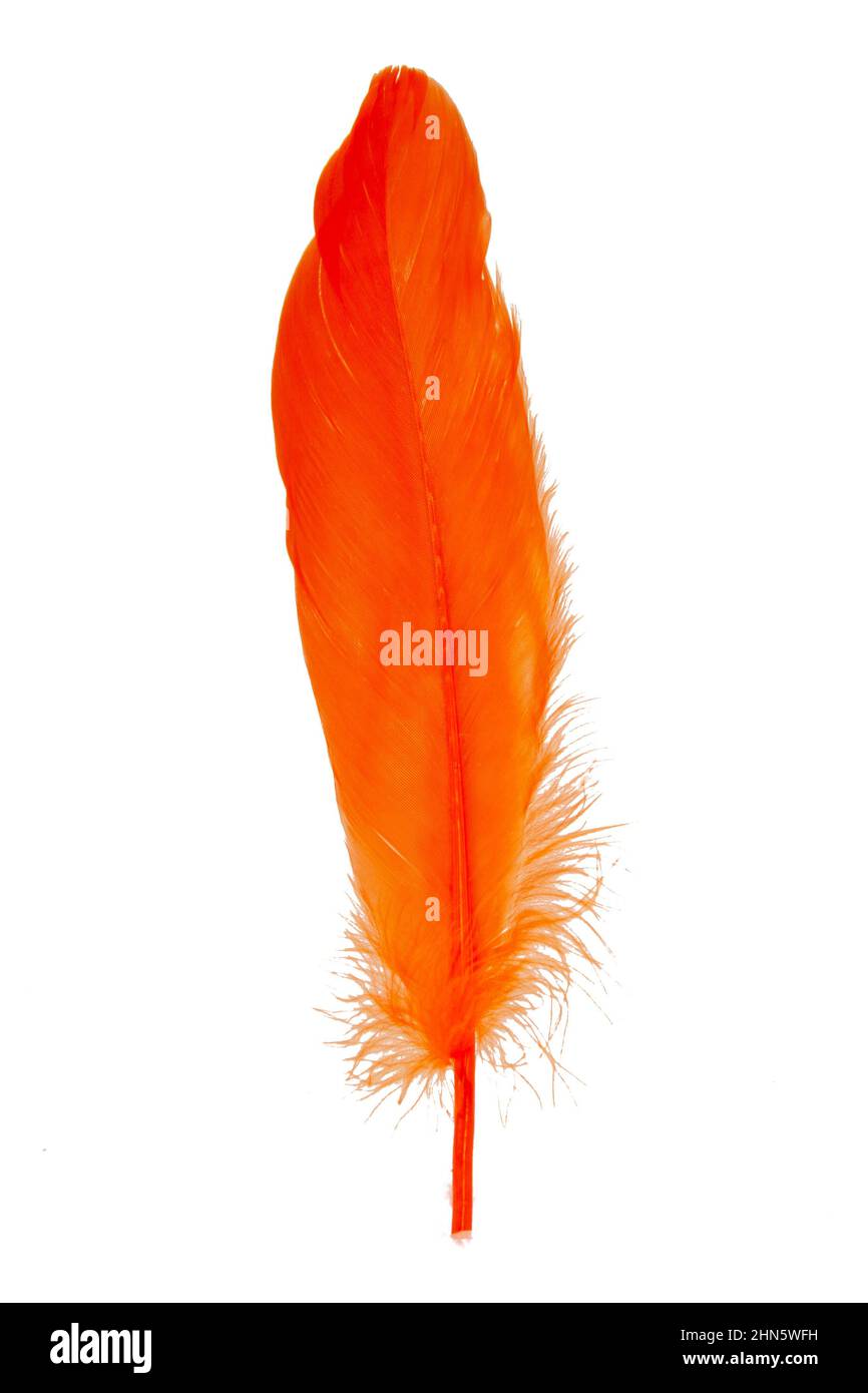 Elegant orange feather isolated on the white background Stock Photo - Alamy