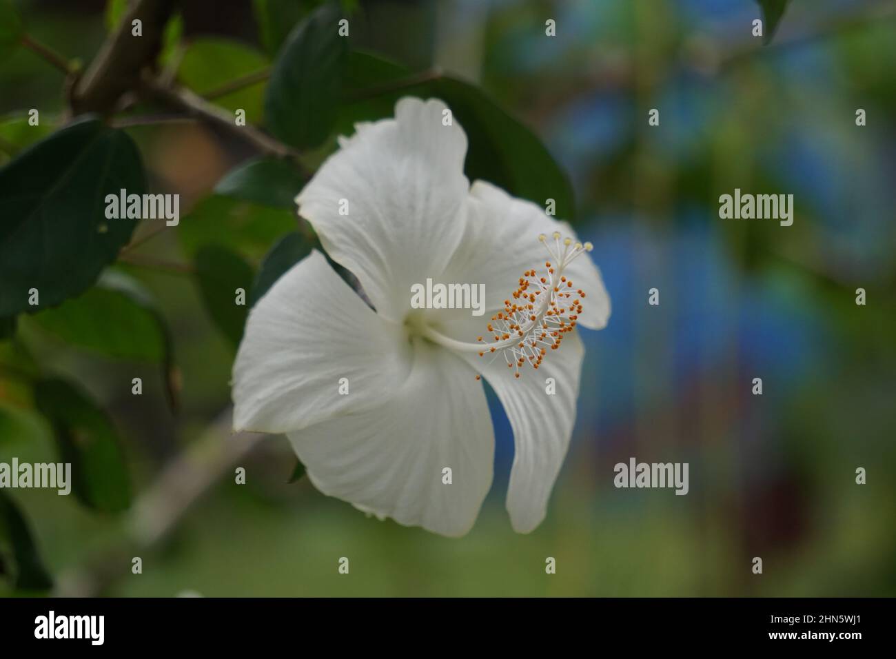 Shoe black plant with a natural background. Also called Hibiscus rosa ...