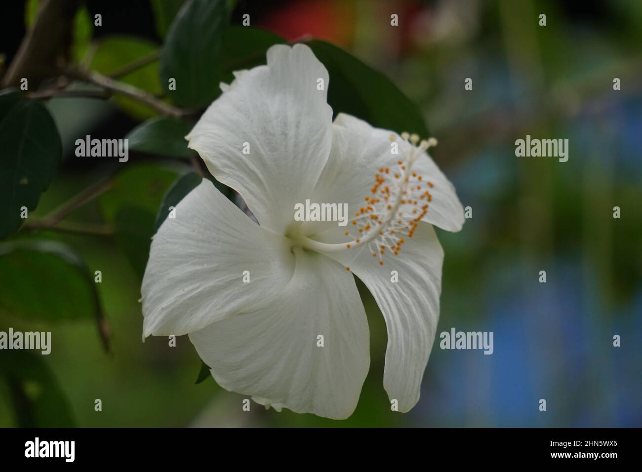 Shoe black plant with a natural background. Also called Hibiscus rosa ...