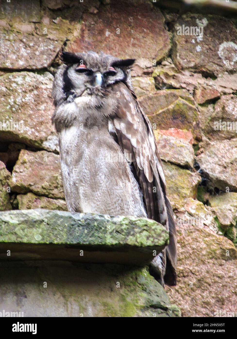A Giant Eagle-owl, Bubo lacteus, looking down through lidded eyes at an ...