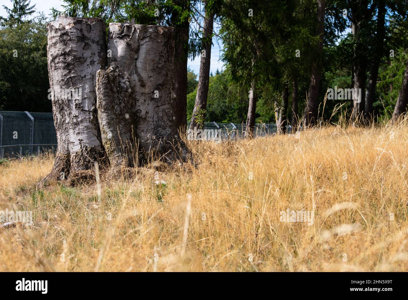 Landscape around the Nordschleife race track with dried up grass Stock ...