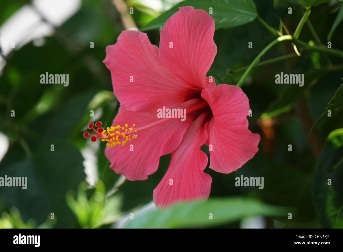 Shoe black plant with a natural background. Also called Hibiscus rosa ...