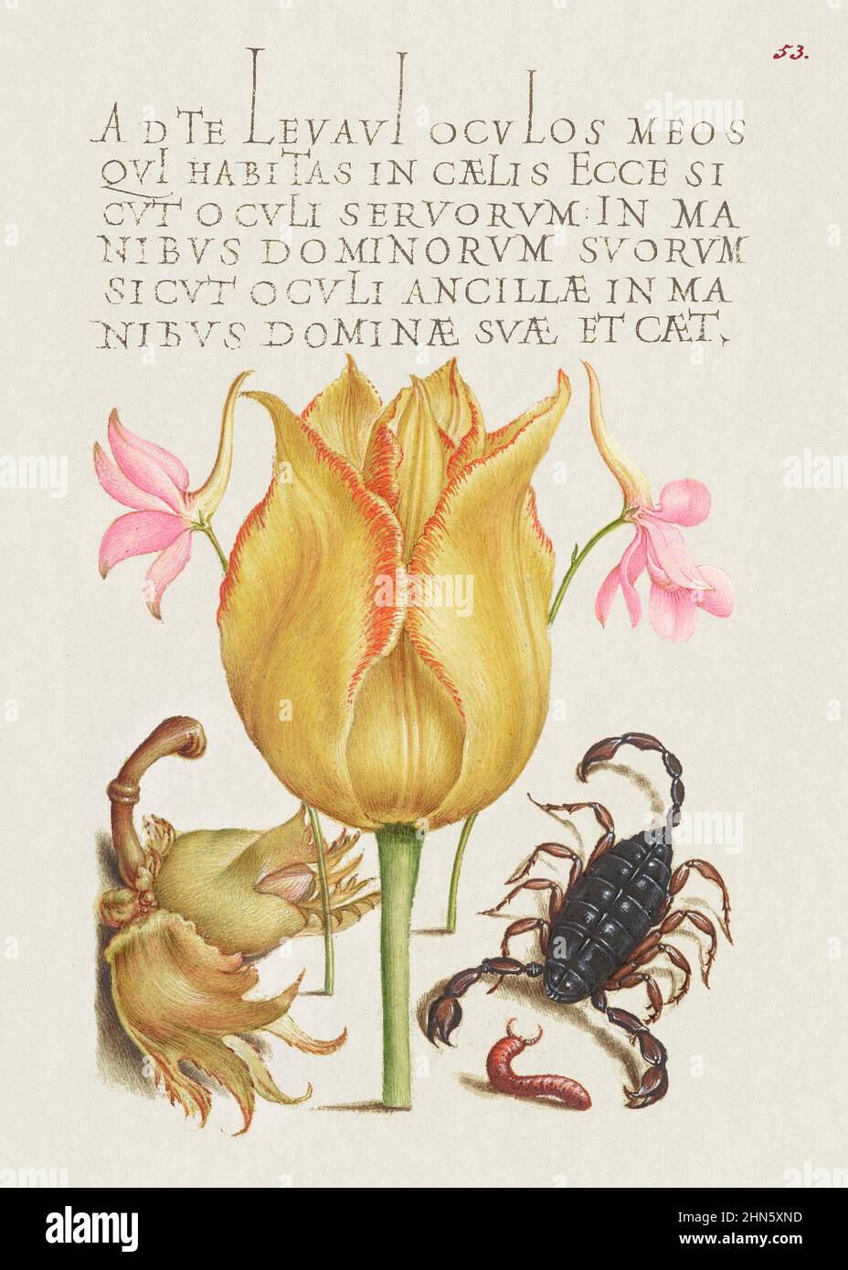 1500s Calligraphy High Resolution Stock Photography and Images - Alamy