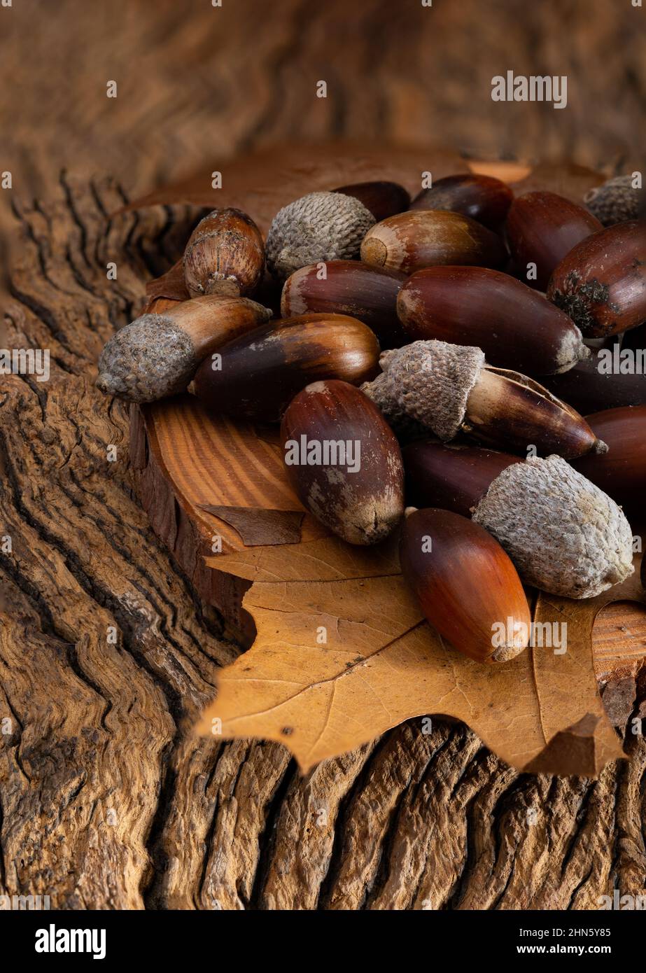 Group of acorns hi-res stock photography and images - Alamy