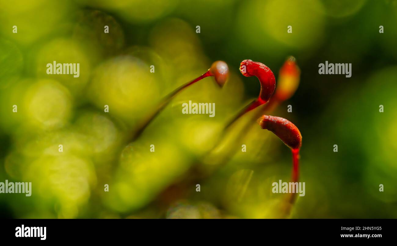 Sagina subulata moss green hi-res stock photography and images - Alamy