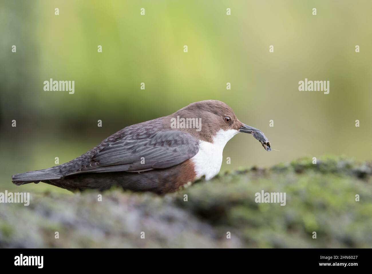 Fine art portrait of White throated dipper with aquatic larva in the ...