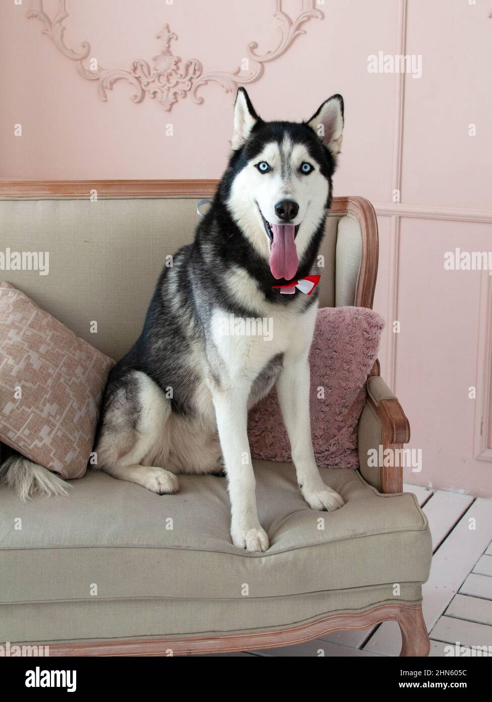 Siberian husky on the couch or sofa pretty dog in room Stock Photo - Alamy