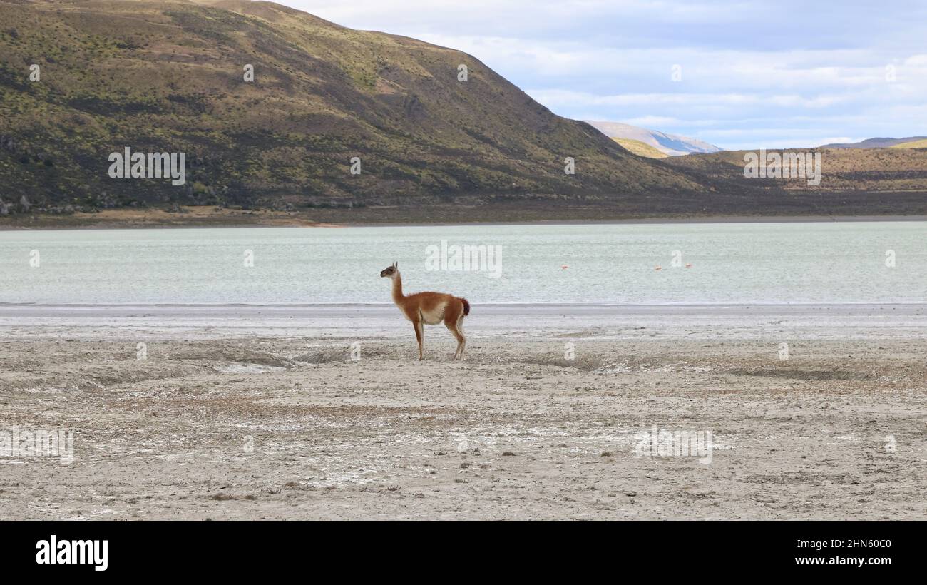 View of the Amarga lagoon, Chile Stock Photo - Alamy