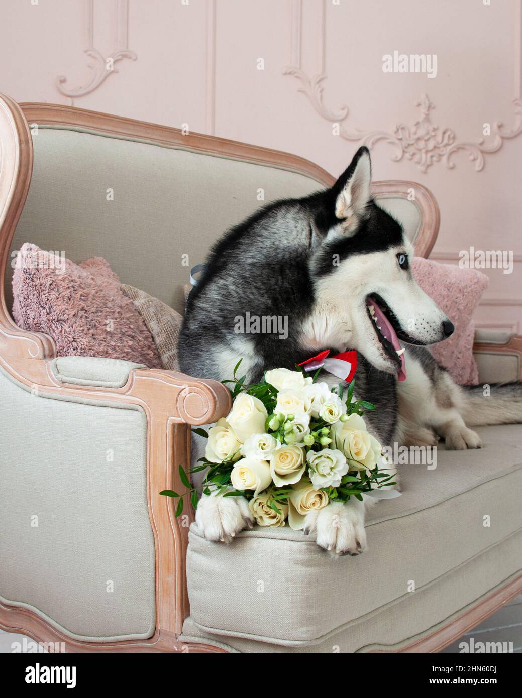 Siberian husky on the couch or sofa pretty dog in room Stock Photo - Alamy