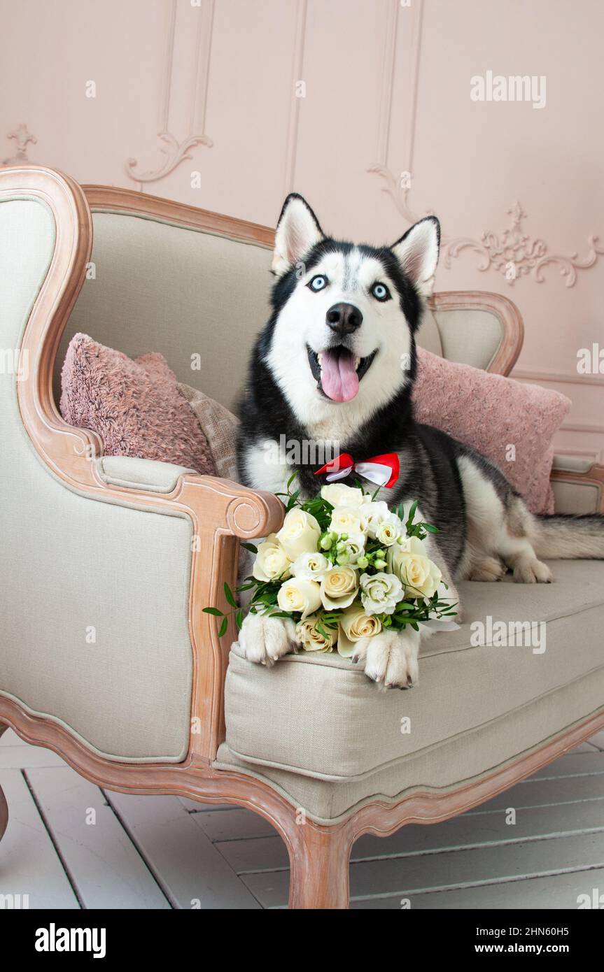 Siberian husky on the couch or sofa with flowers pretty dog in room ...