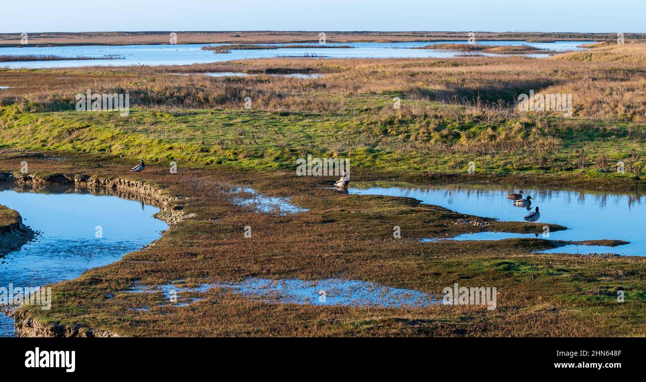 A view of the salt marsh at Rye Harbour nature reserve with some ducks ...