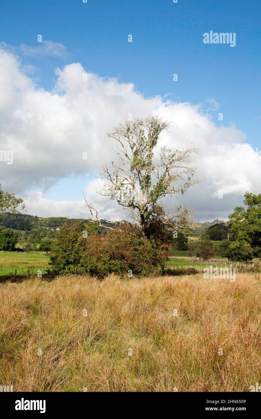 Old ash trees hi-res stock photography and images - Alamy