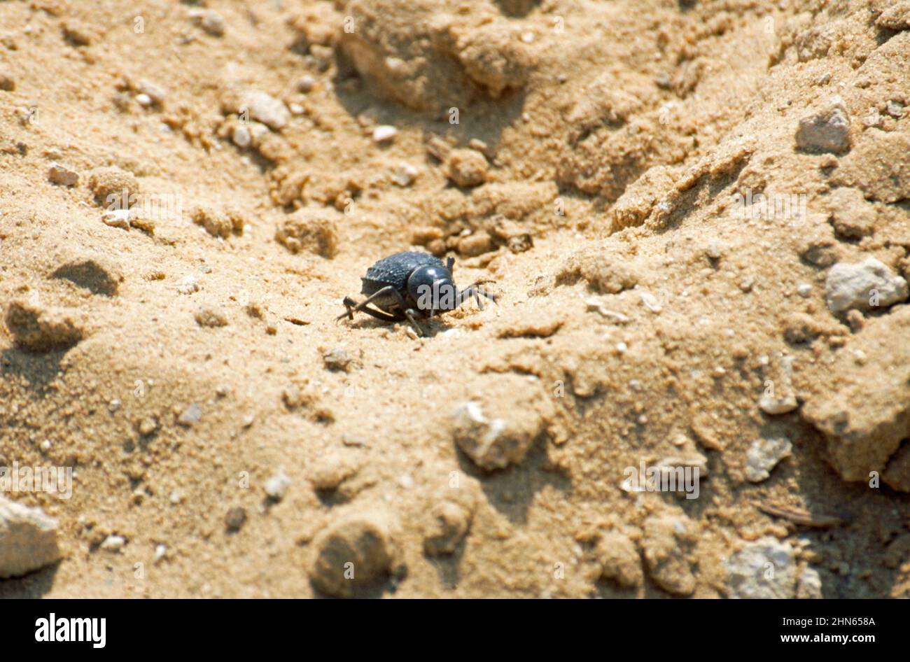Scarab Beetle in the desert near Aswan Egypt Stock Photo - Alamy