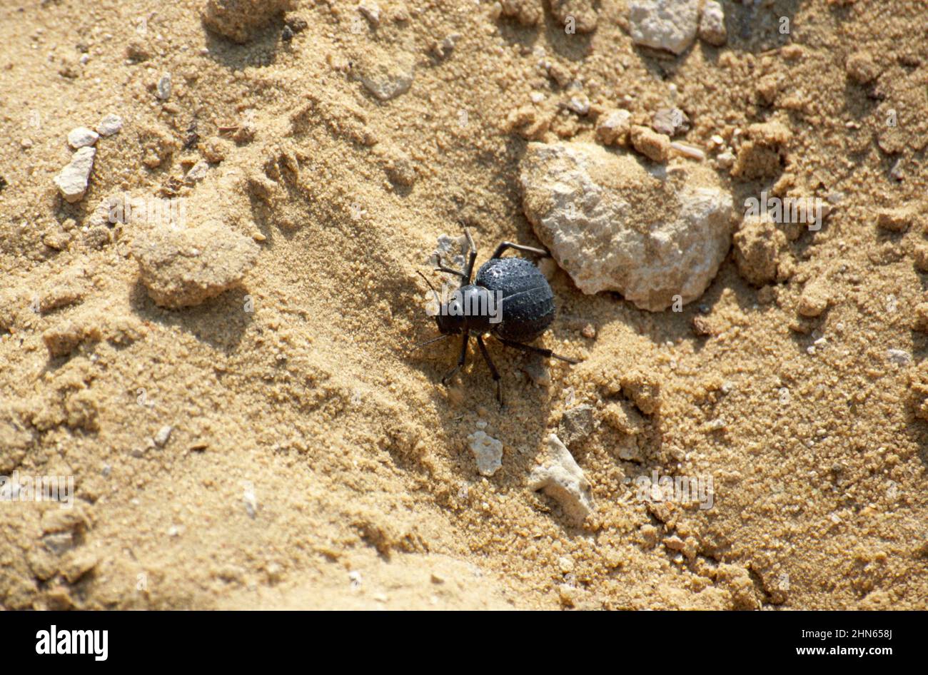 Scarab Beetle in the desert near Aswan Egypt Stock Photo - Alamy