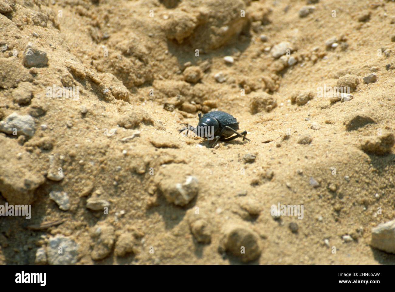Scarab Beetle in the desert near Aswan Egypt Stock Photo - Alamy