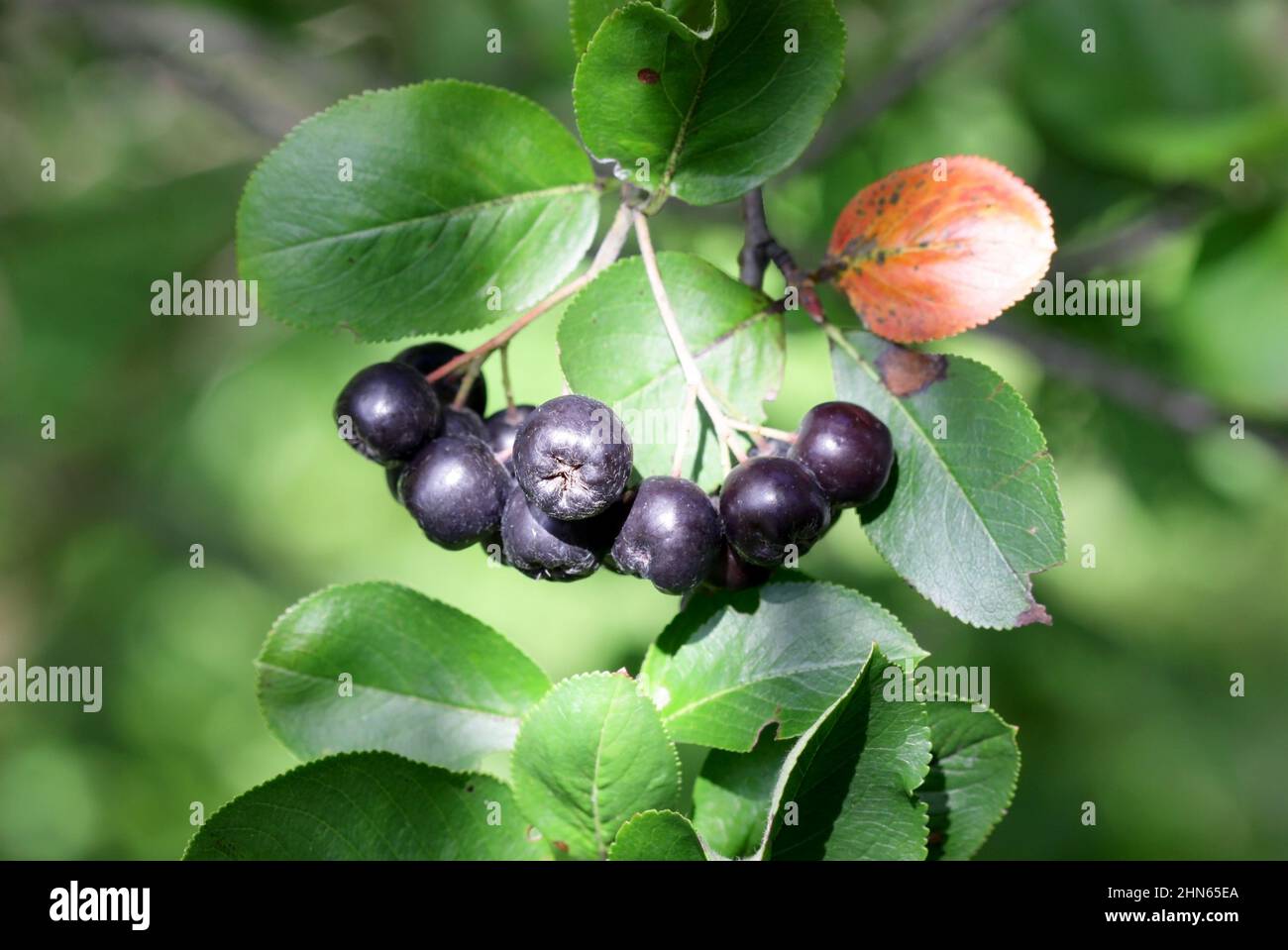 Aronia berry close up. Chokeberry tree, a branch with the ripening ...