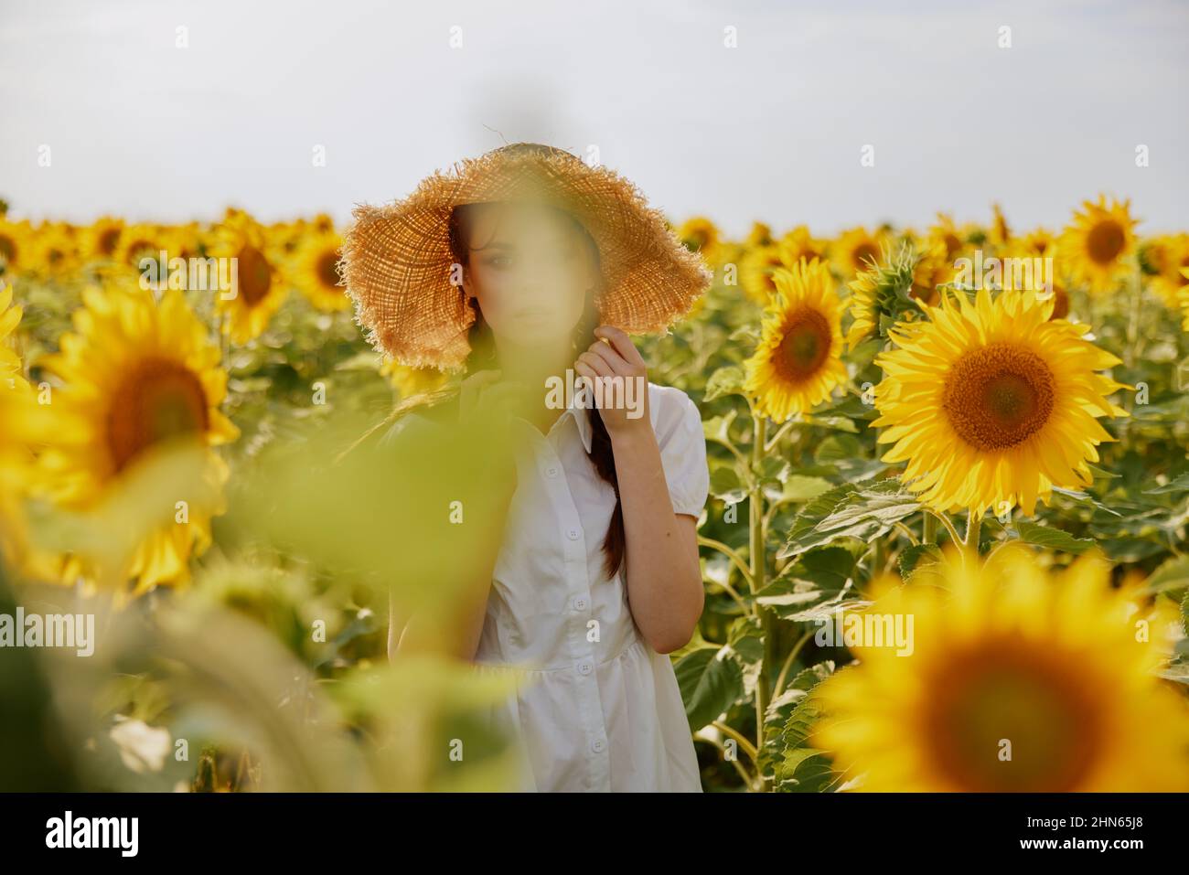 woman with two pigtails in a straw hat in a white dress a field of sunflowers agriculture ...