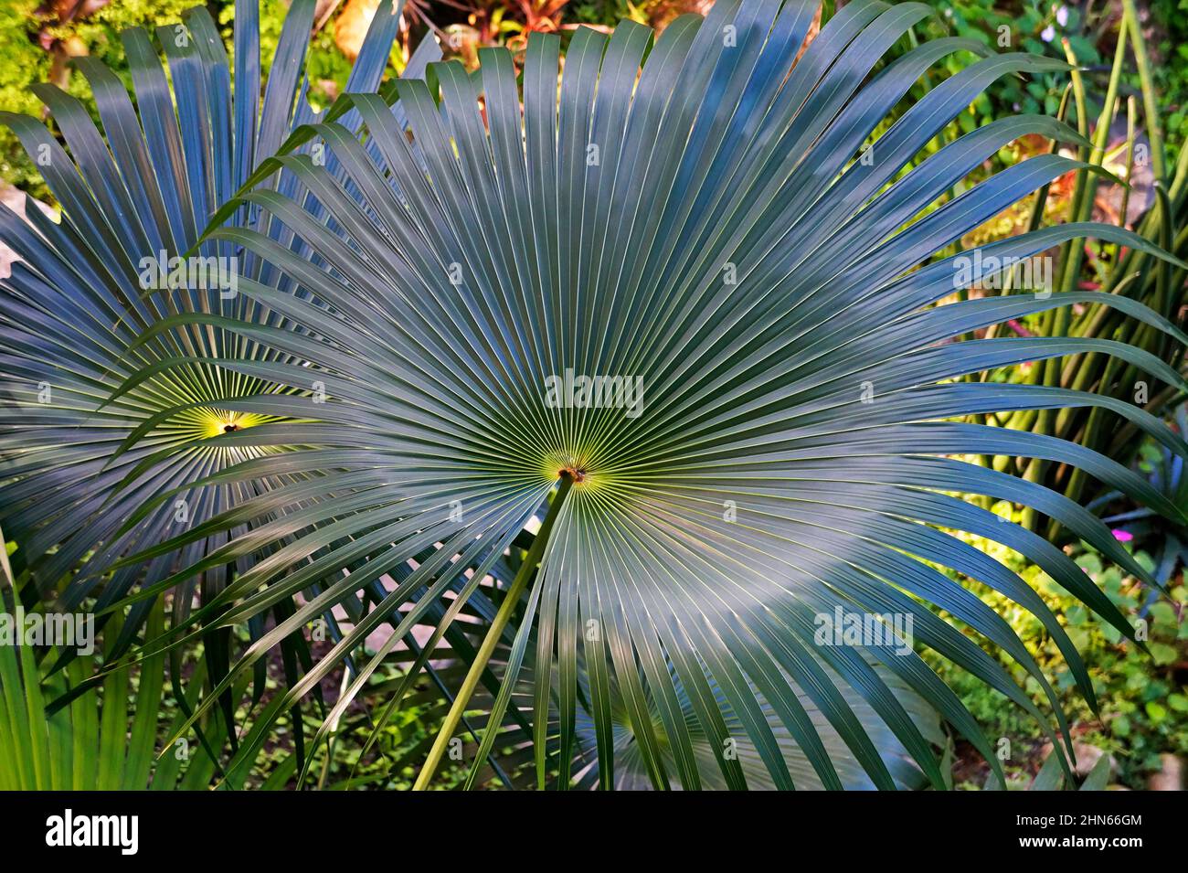 Fan palm tree leaf (Livistona chinensis) on tropical garden Stock Photo ...