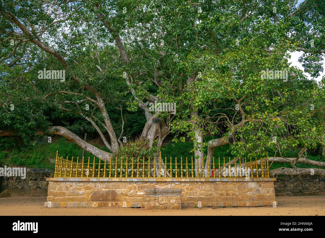 Sacred Bodhi tree on a sunny day. Mihintale, Sri Lanka Stock Photo - Alamy