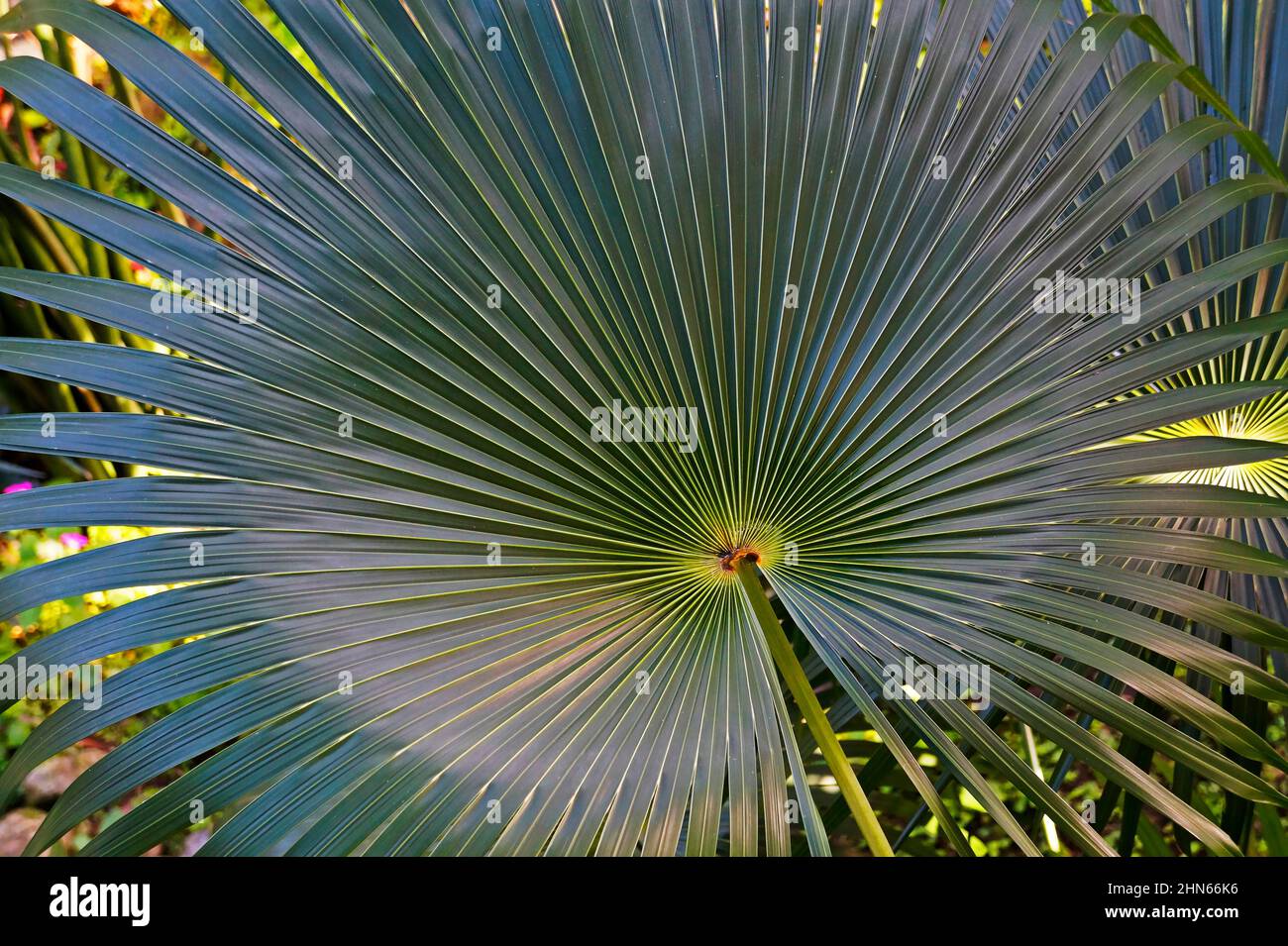 Fan palm tree leaf on garden Stock Photo - Alamy