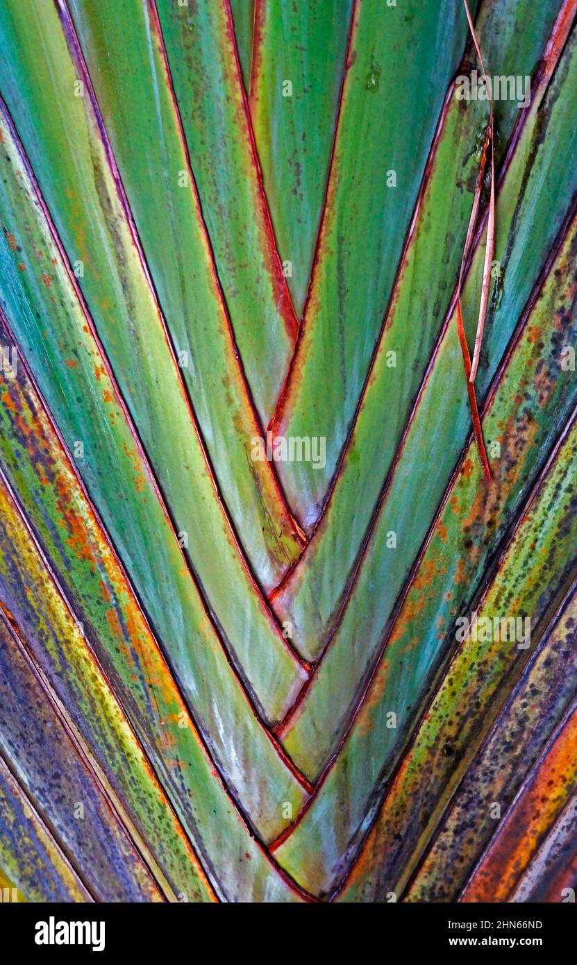 Traveller's tree detail (Ravenala madagascariensis Stock Photo - Alamy