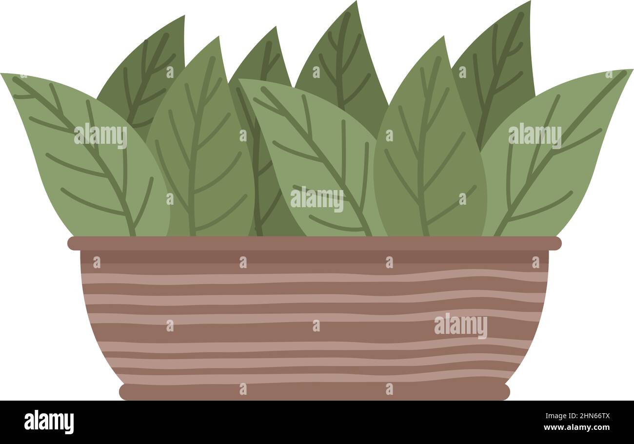 Short garden plant Stock Vector Images - Alamy