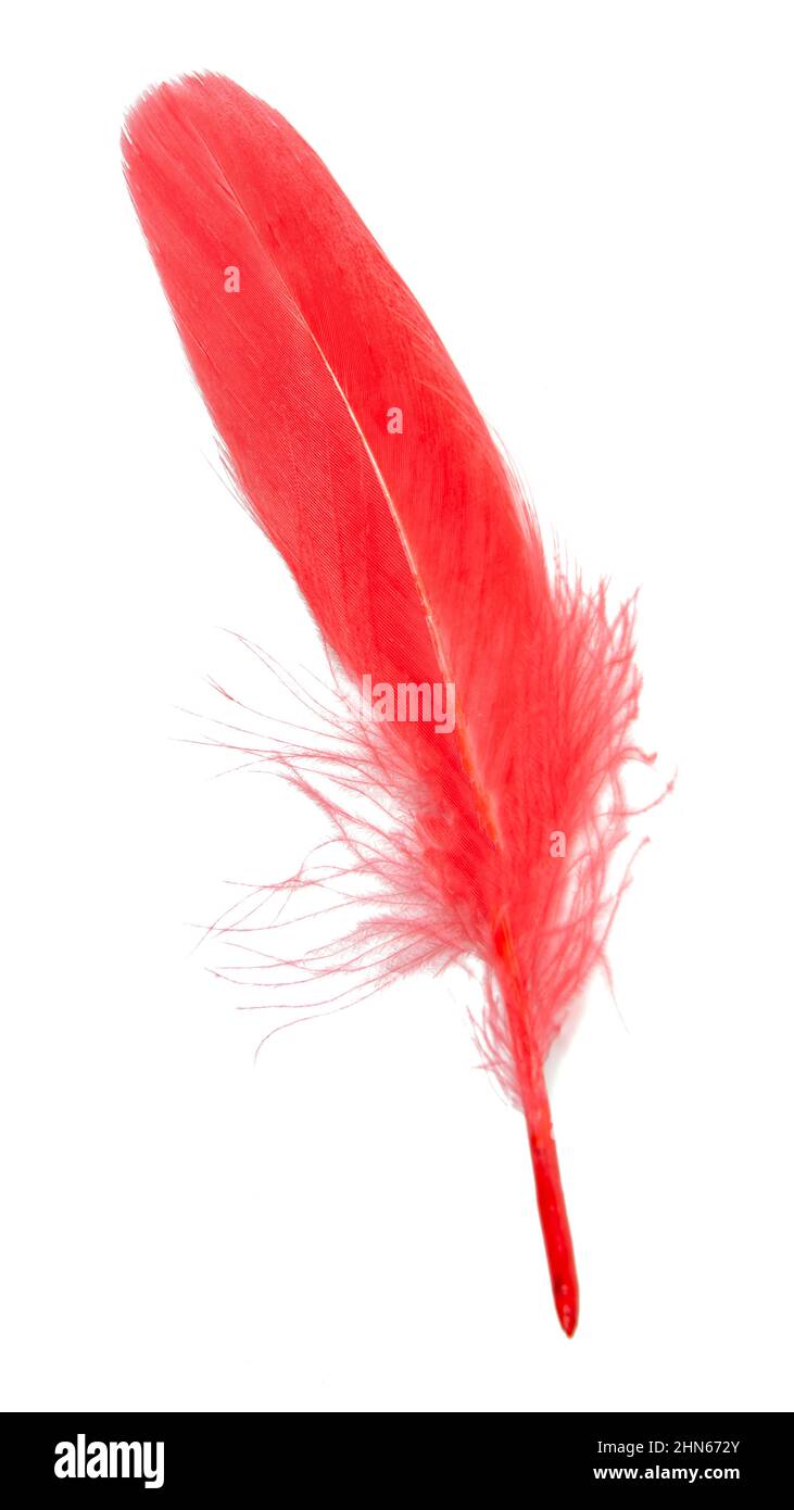 Red feather soft isolated on the white background Stock Photo - Alamy