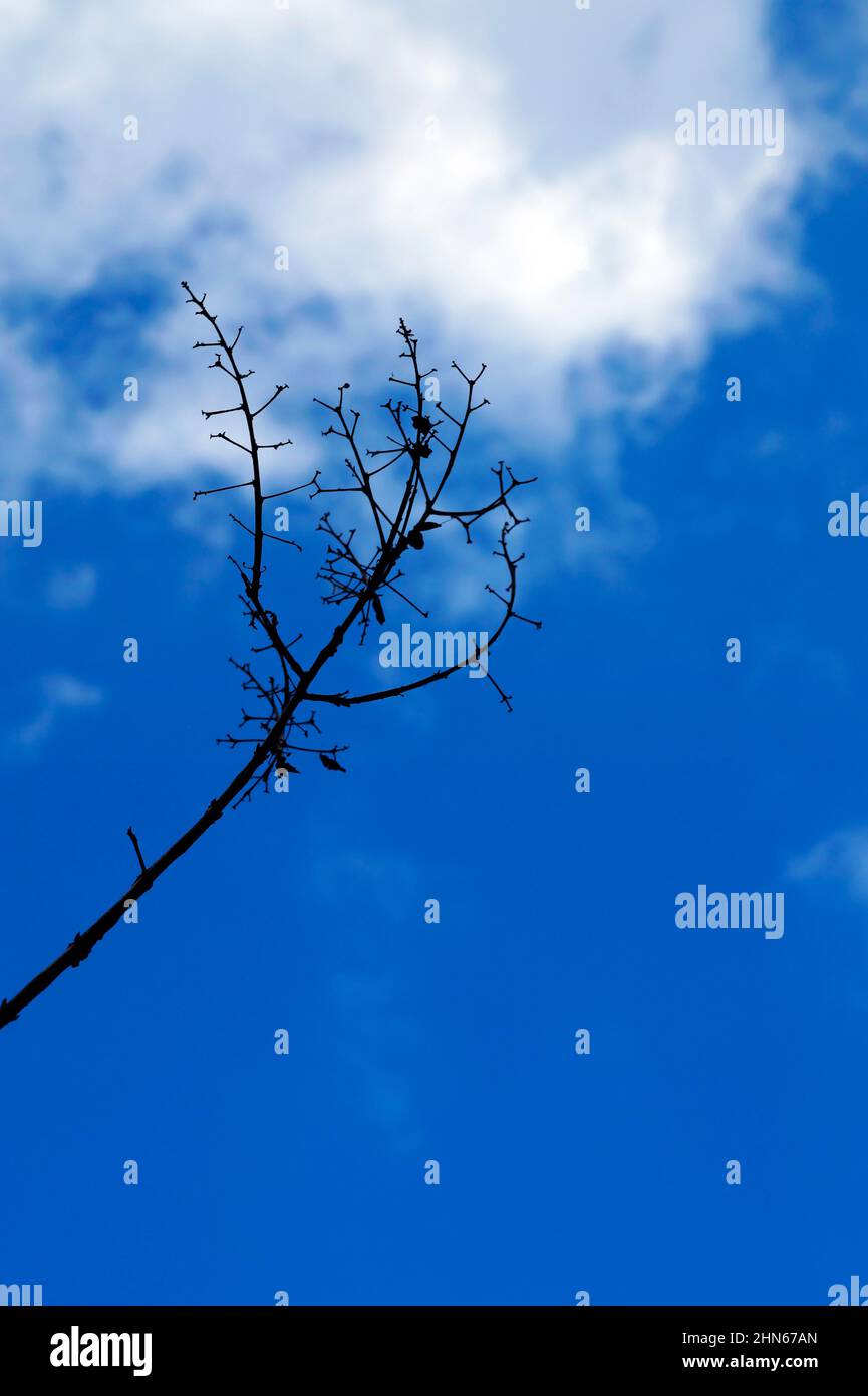 Small branches hi-res stock photography and images - Alamy