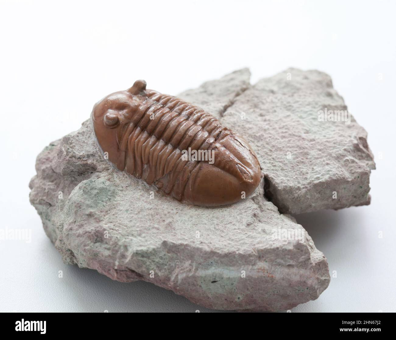 A trilobite Asaphus on a white background, ordovician period Stock ...