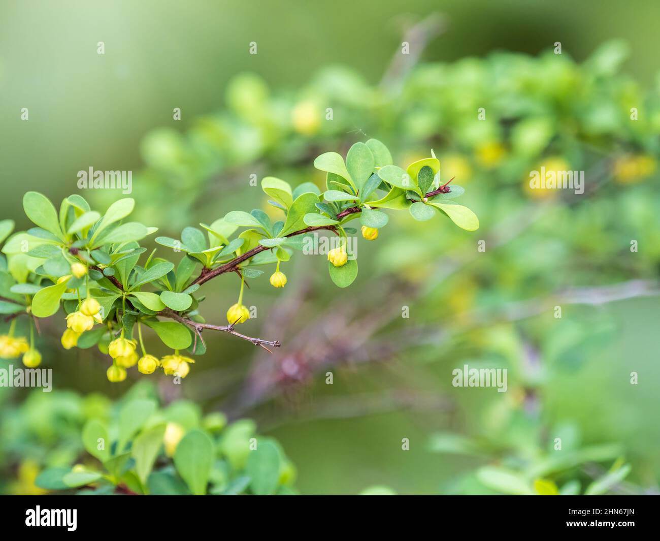 Bush of barberry in the spring with fresh green leaves and small yellow ...