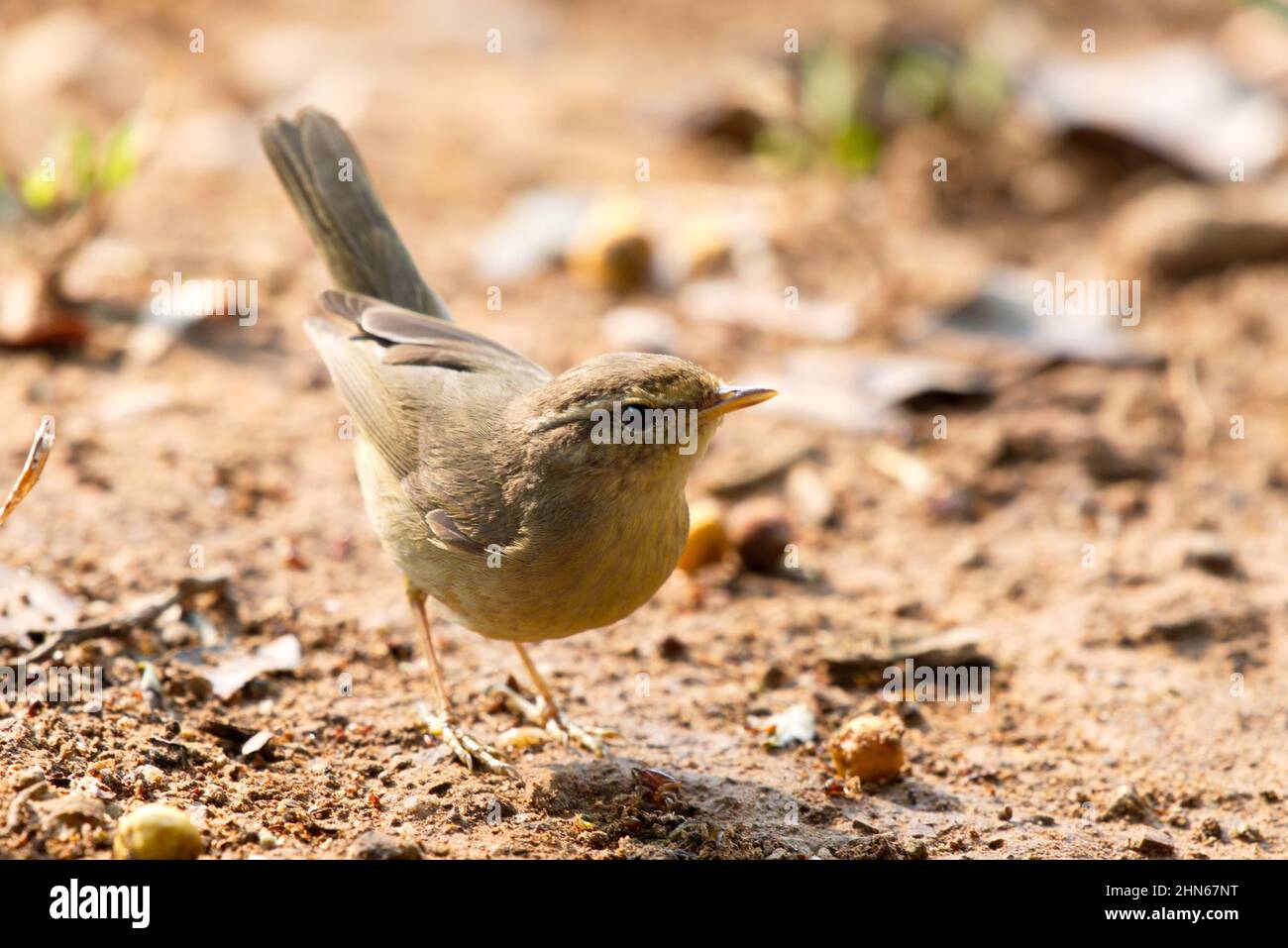 Various warblers hi-res stock photography and images - Alamy
