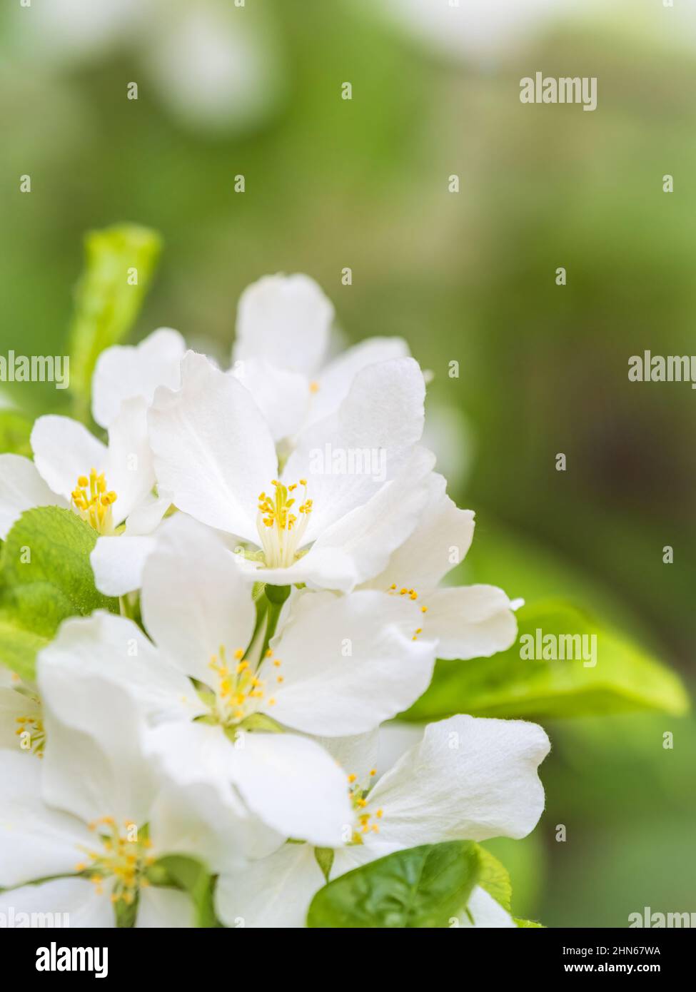 White blossoming apple trees. White apple tree flowers. Spring season ...