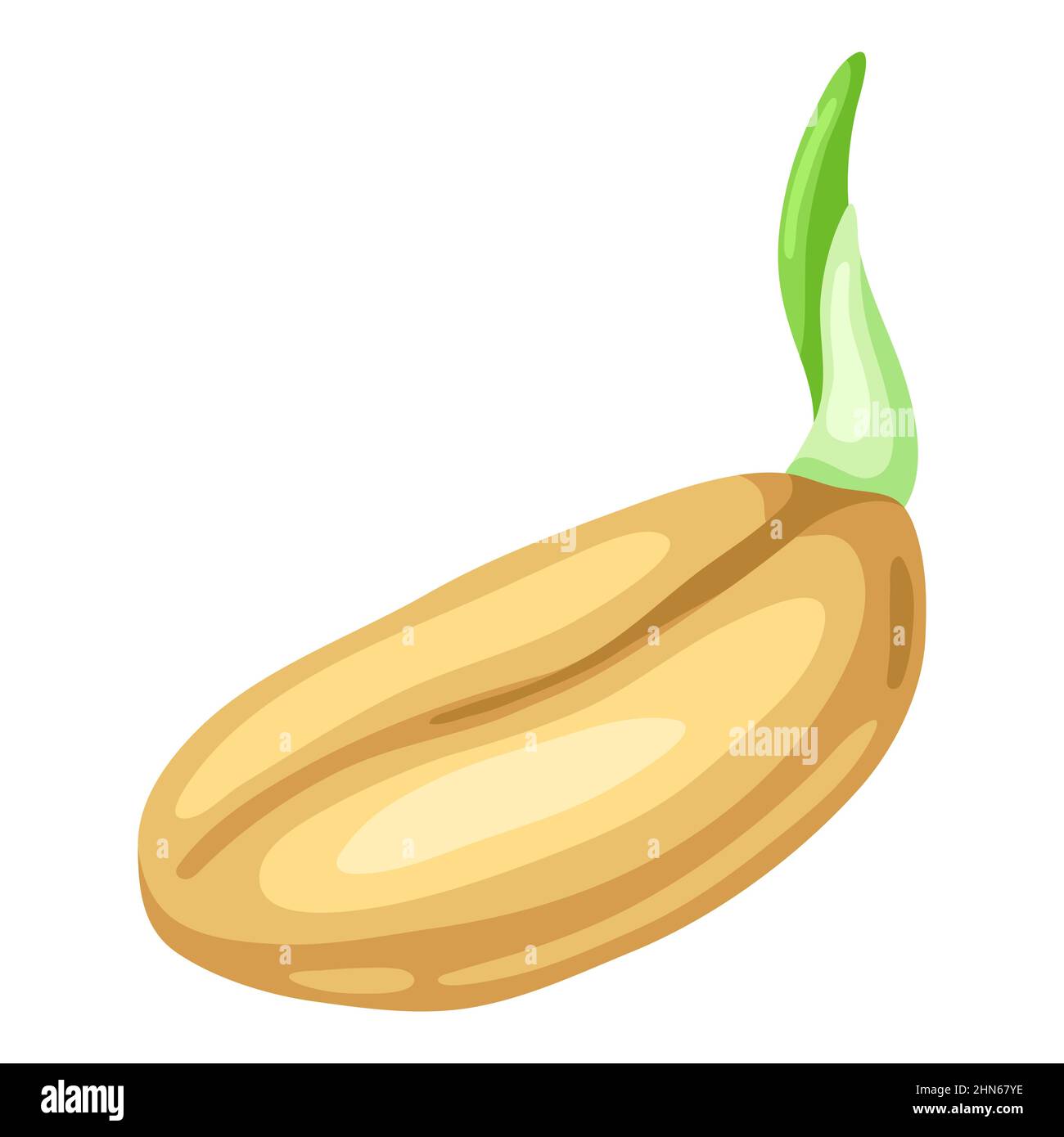 Sprouted seed for sowing. Agricultural planting illustration Stock ...