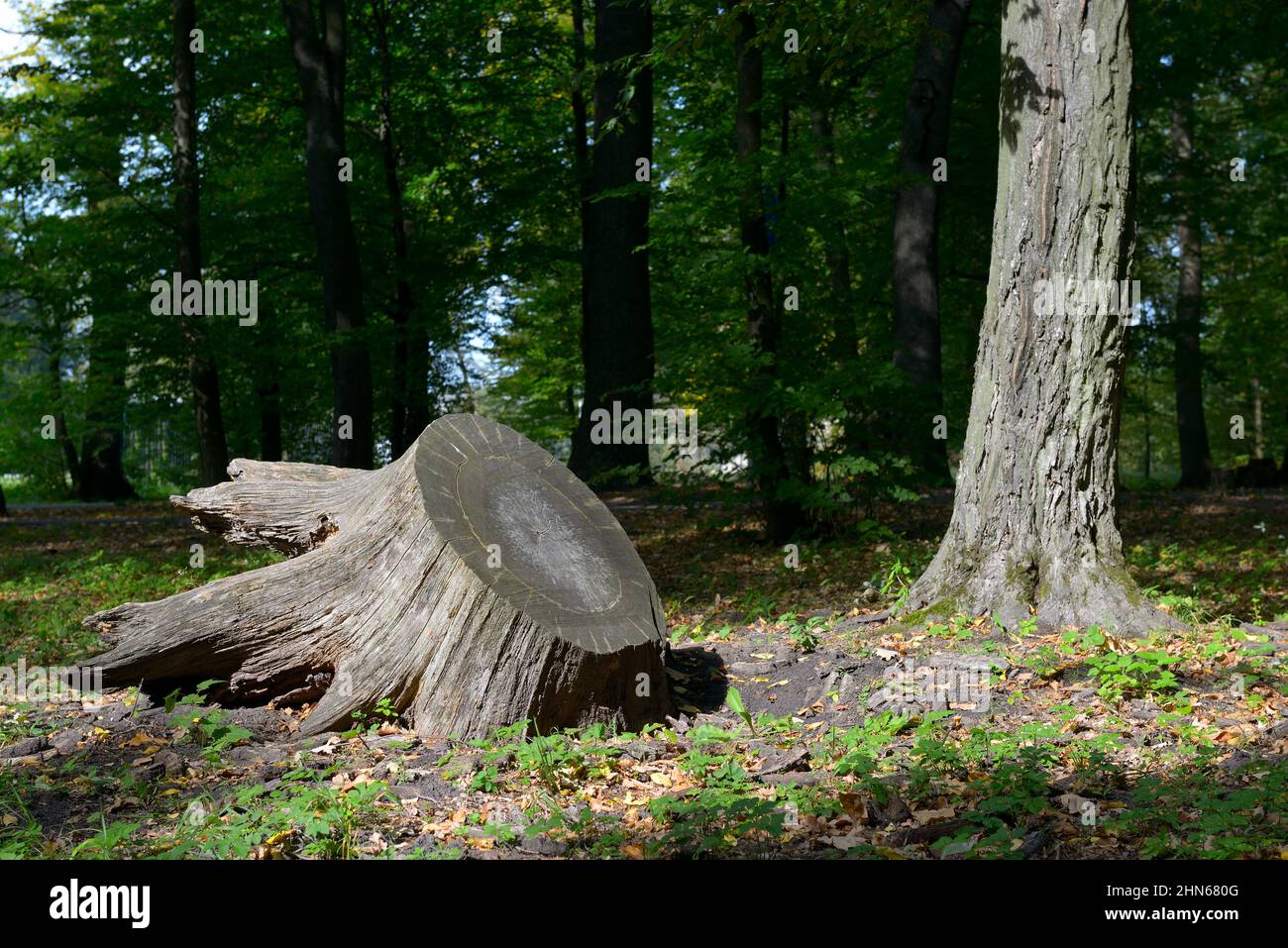 Tree stump with moss and grass hi-res stock photography and images - Alamy