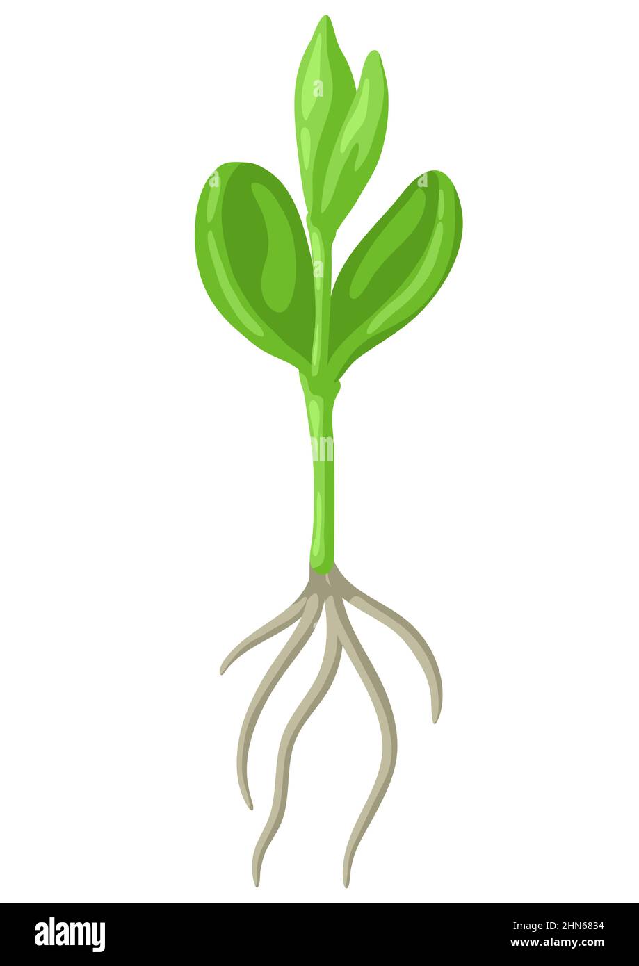 Young green sprout with roots. Agricultural planting illustration Stock ...