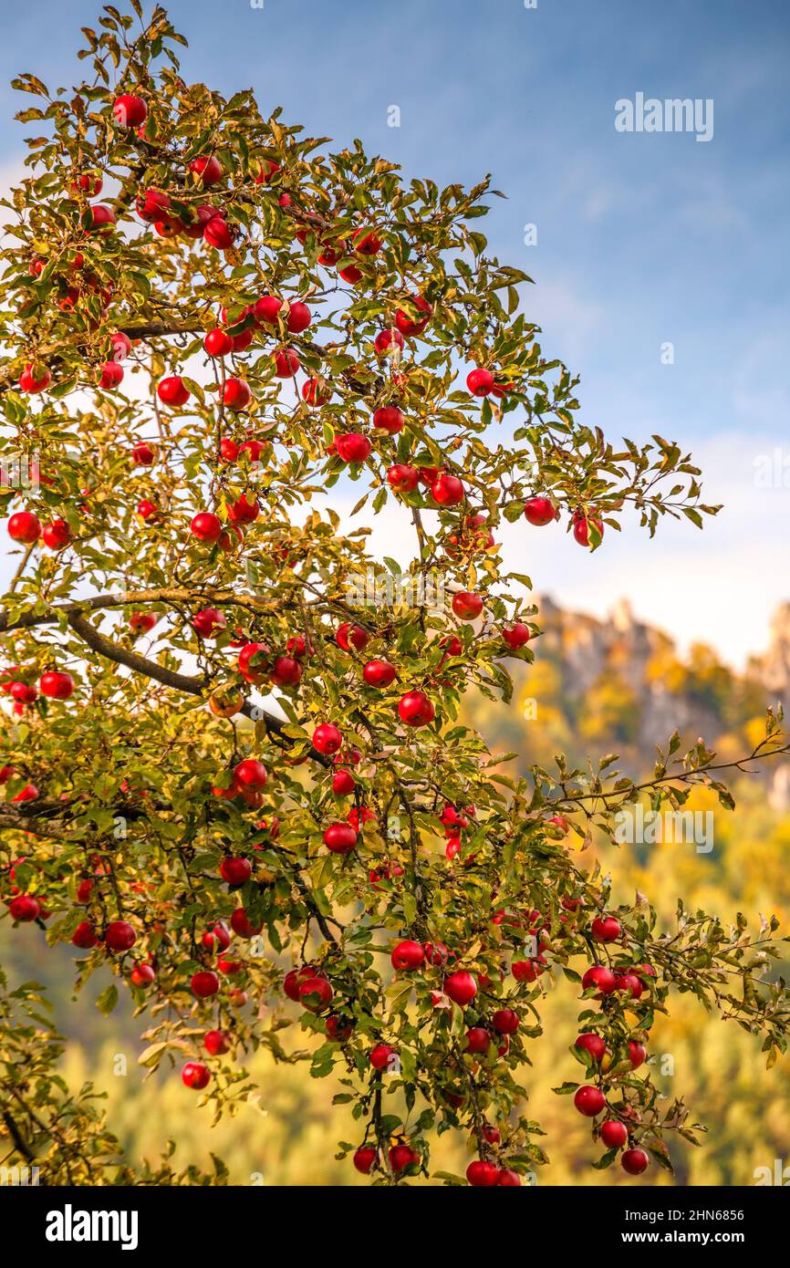 A ripe red apples on a tree with autumn landscape background Stock ...