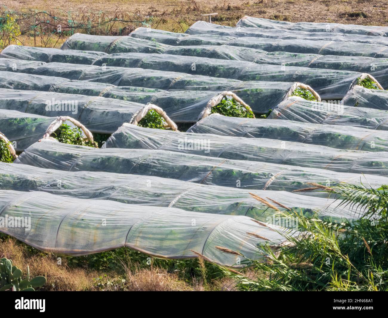 Plants growing outdoors covered with plastic wrap Stock Photo - Alamy