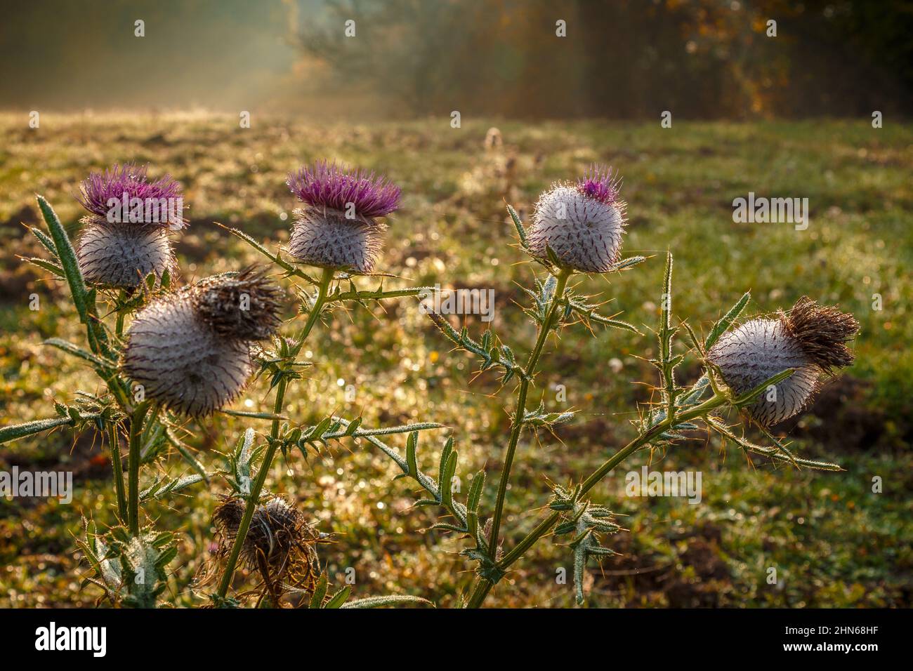 Purple milk thistles hi-res stock photography and images - Alamy