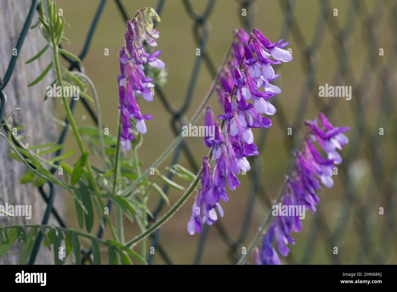 Zottige Wicke, Zottel-Wicke, Kahle Wicke, Vicia villosa, hairy vetch ...