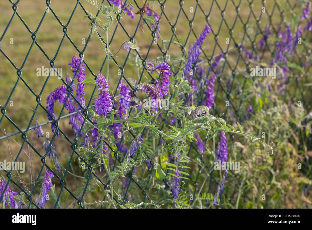 Zottige Wicke, Zottel-Wicke, Kahle Wicke, Vicia villosa, hairy vetch ...