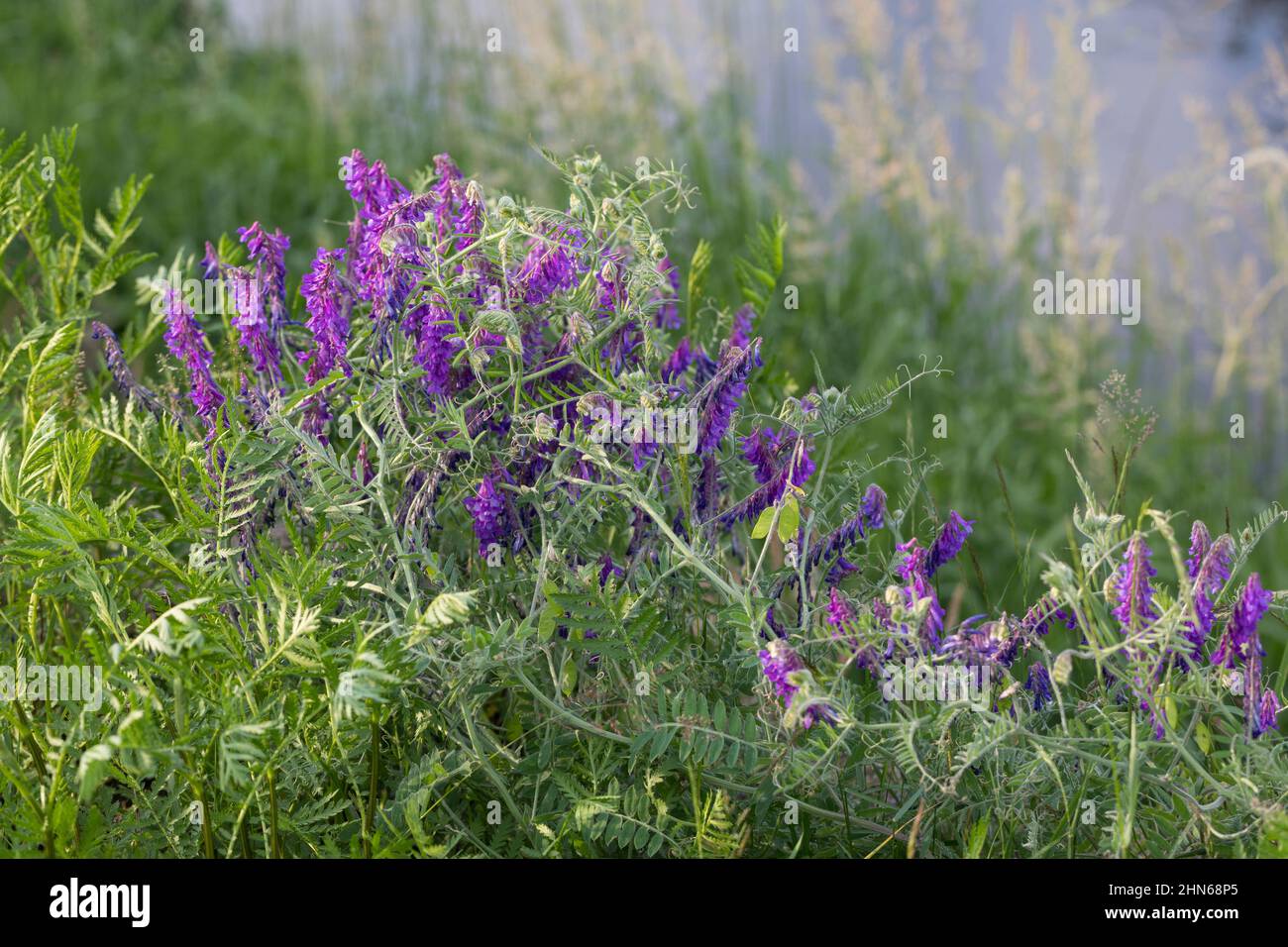 Vesce de cerdagne hi-res stock photography and images - Alamy
