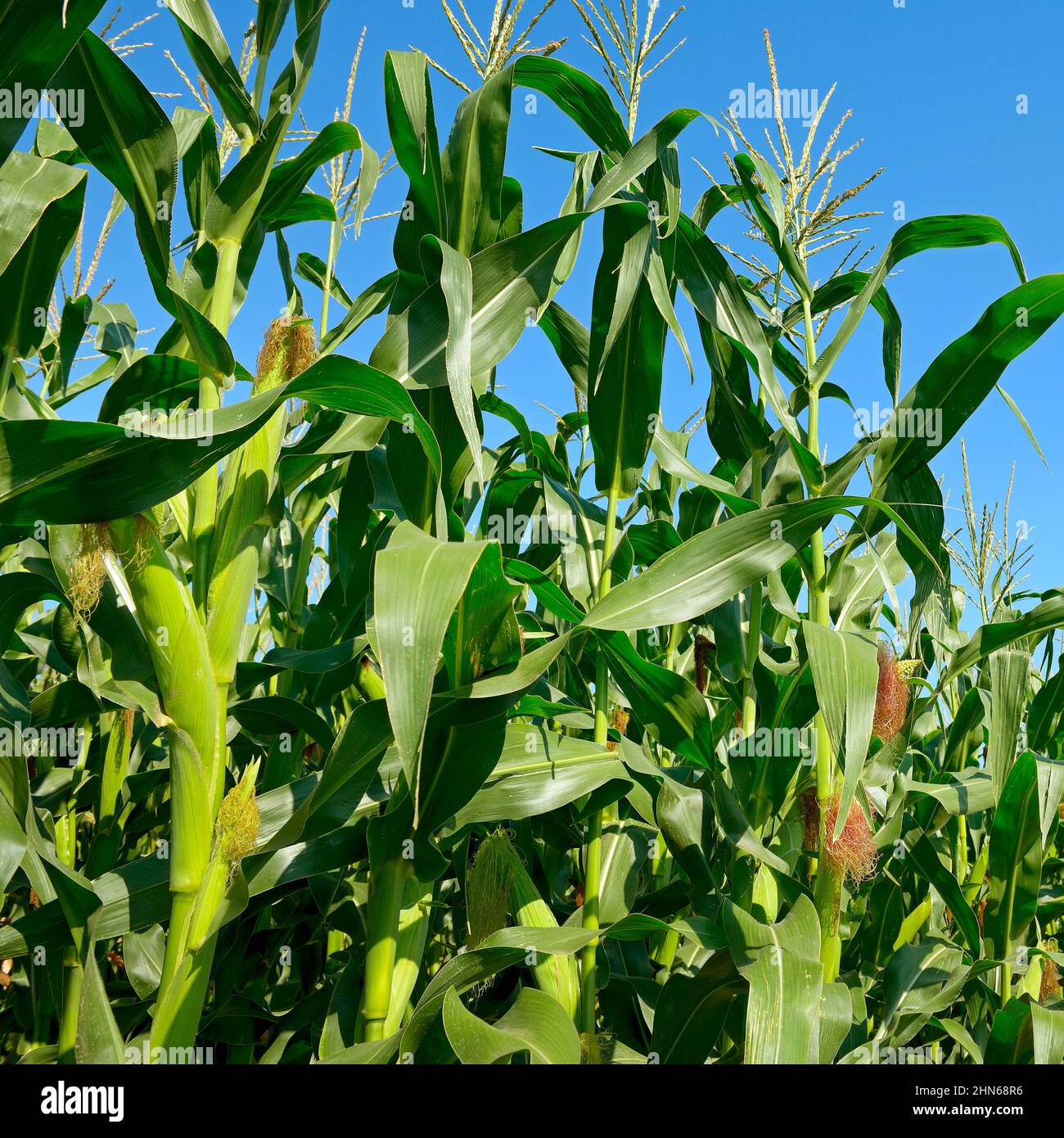 Cornfield green stalks corn hi-res stock photography and images - Alamy