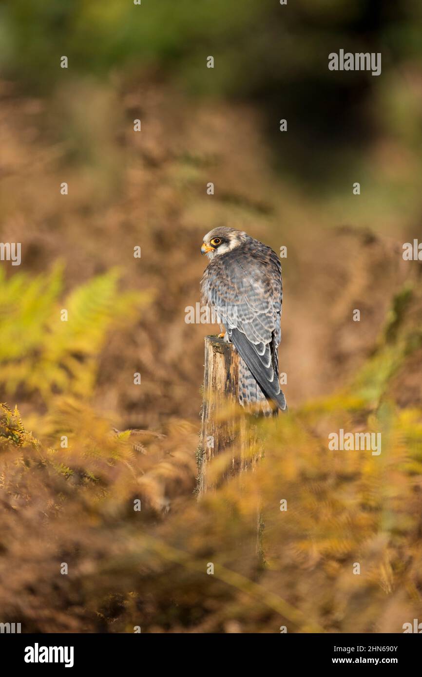 Red-footed Falcon (Falco vespertinus) juvenile perched among autumn ...