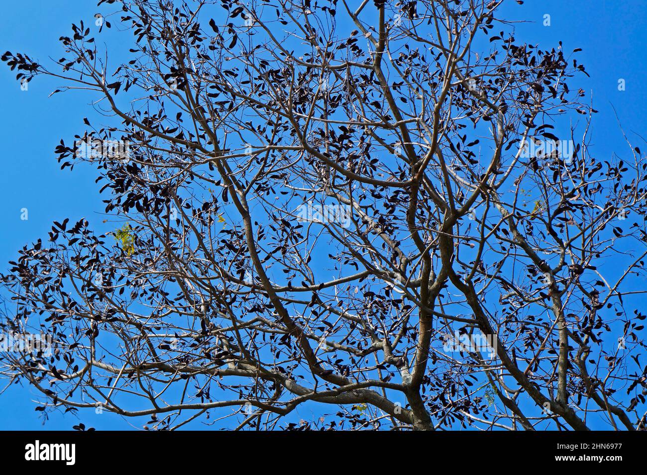 Tree branches and blue sky at the winter Stock Photo - Alamy