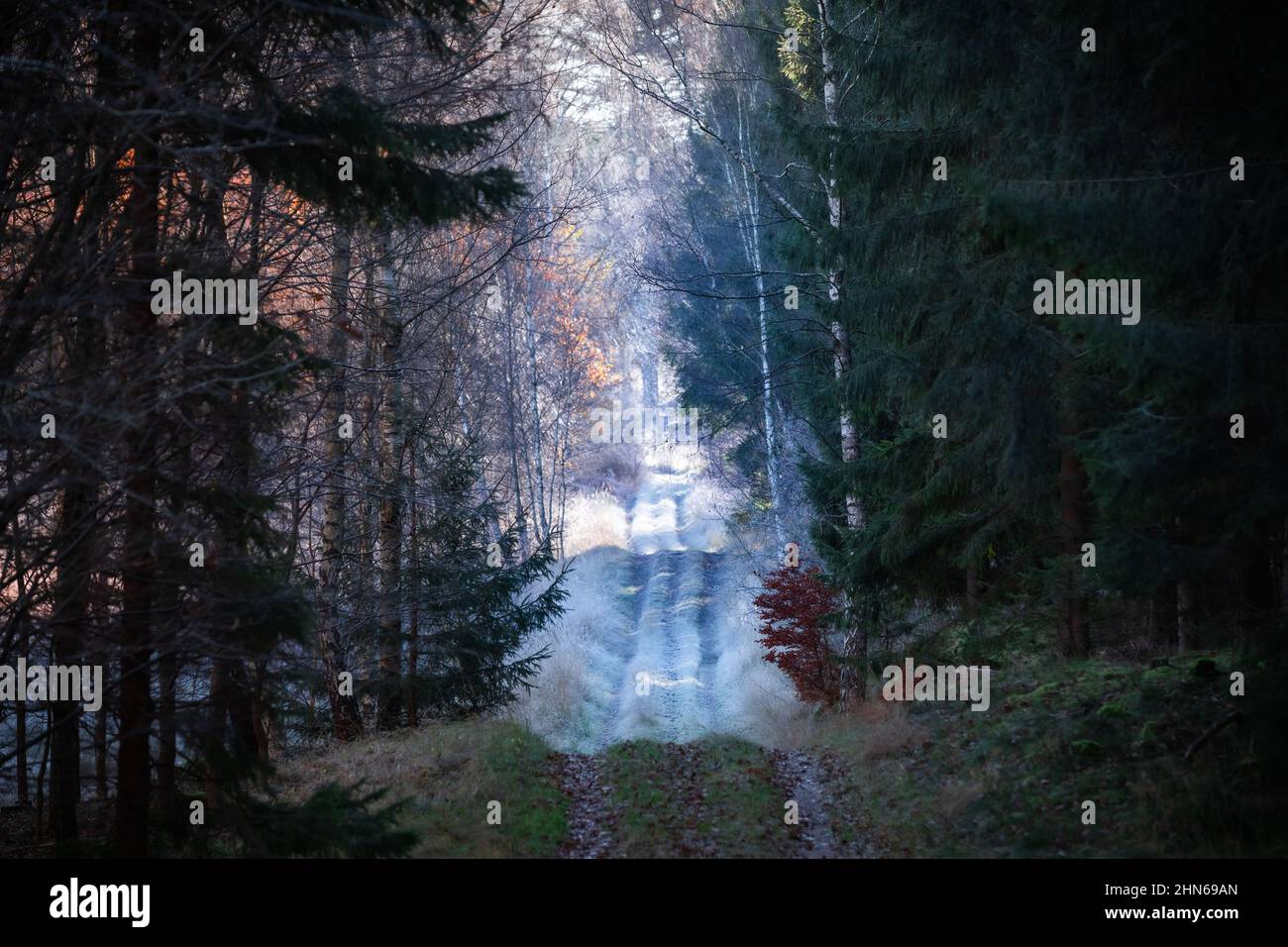 Half forest have frozen and half is green Stock Photo - Alamy