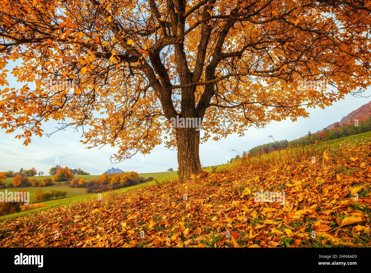A beautiful deciduous tree in the foreground of the autumn landscape ...