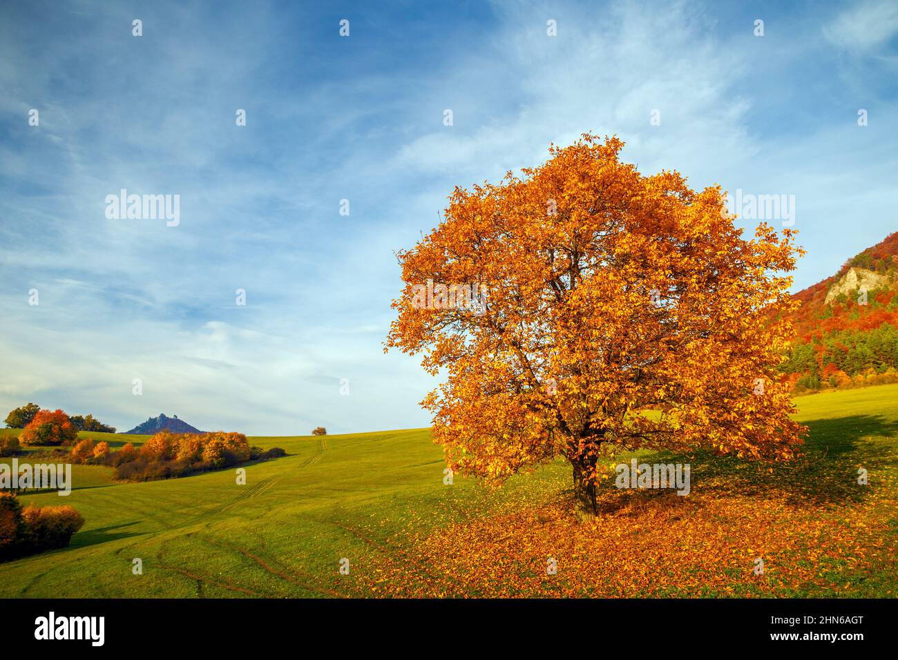 A beautiful deciduous tree in the foreground of the autumn landscape ...