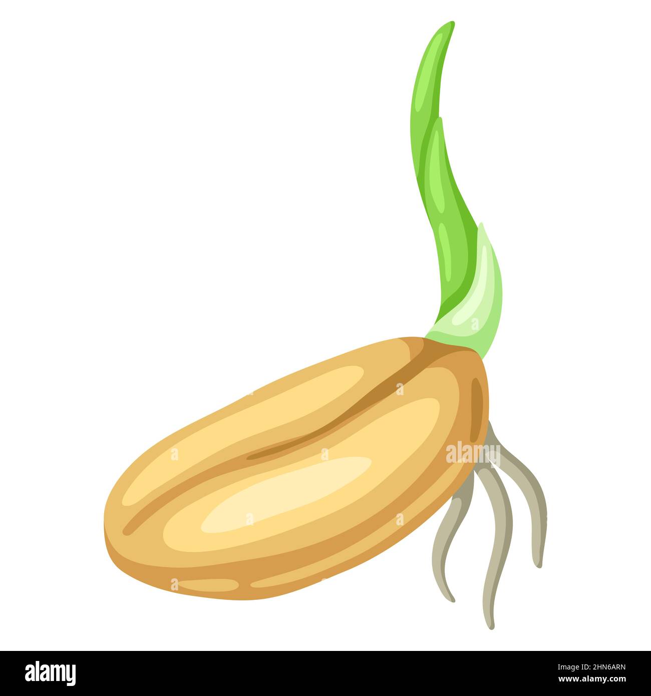 Sprouted seed for sowing. Agricultural planting illustration Stock ...